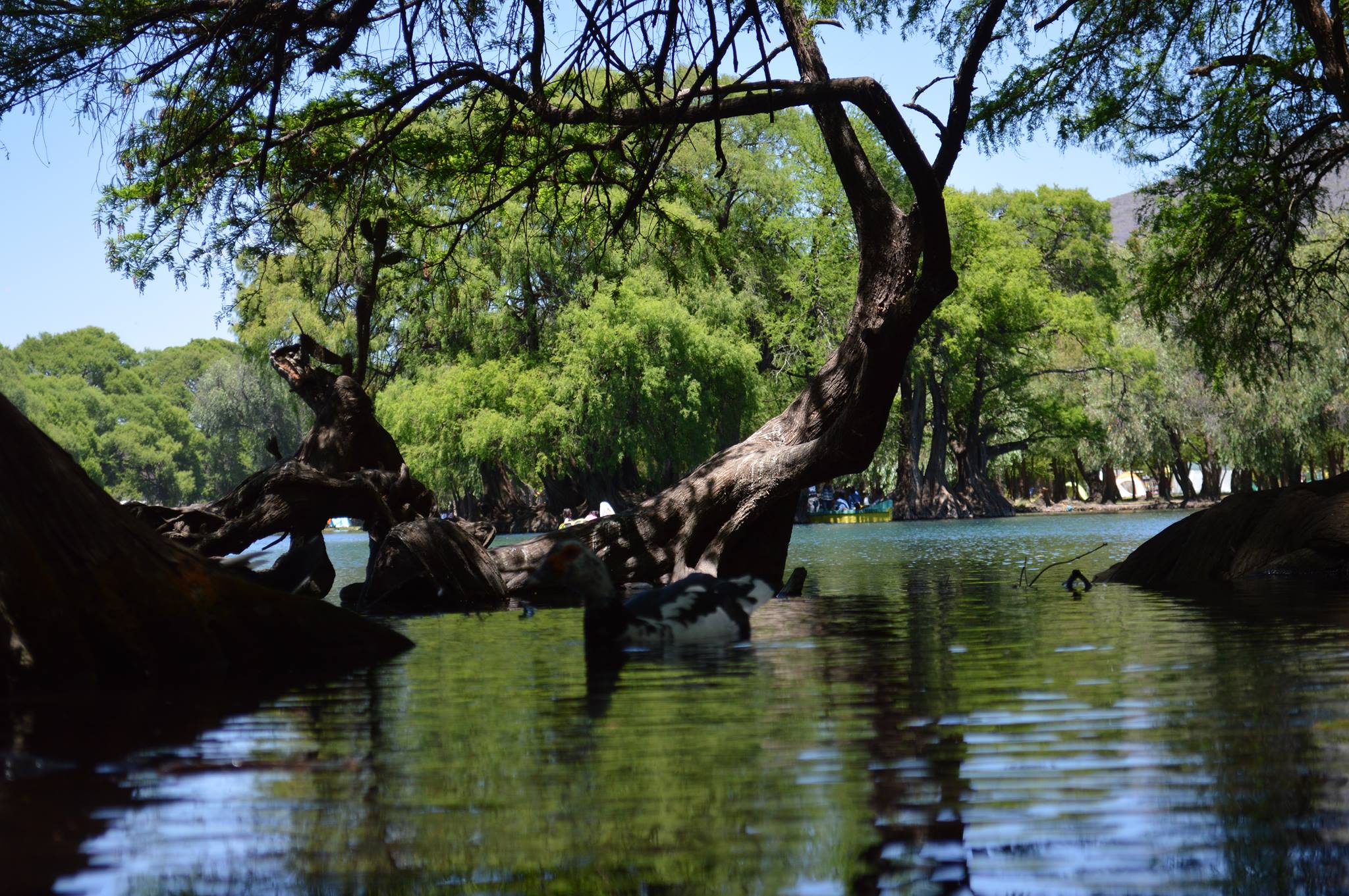 Descubre el Impresionante lago de Camecuaro en Michoacán